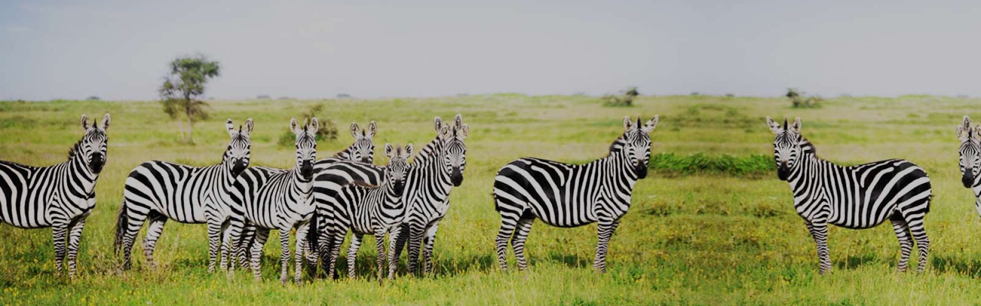 Katavi National Park – Mbakwe Tours